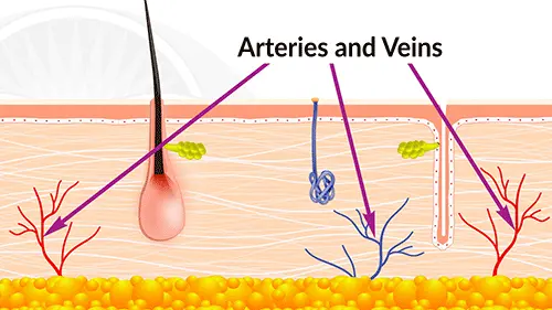A Deep Dive into the Cause & Treatment of Acne & Acne Scarring - AMA ...