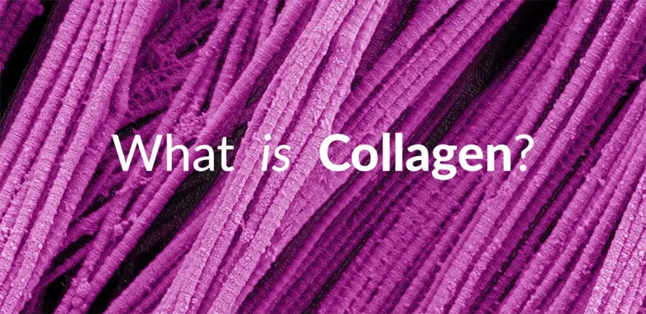 What Is Collagen? Structure, Function & Role in Skin Aging Explained
